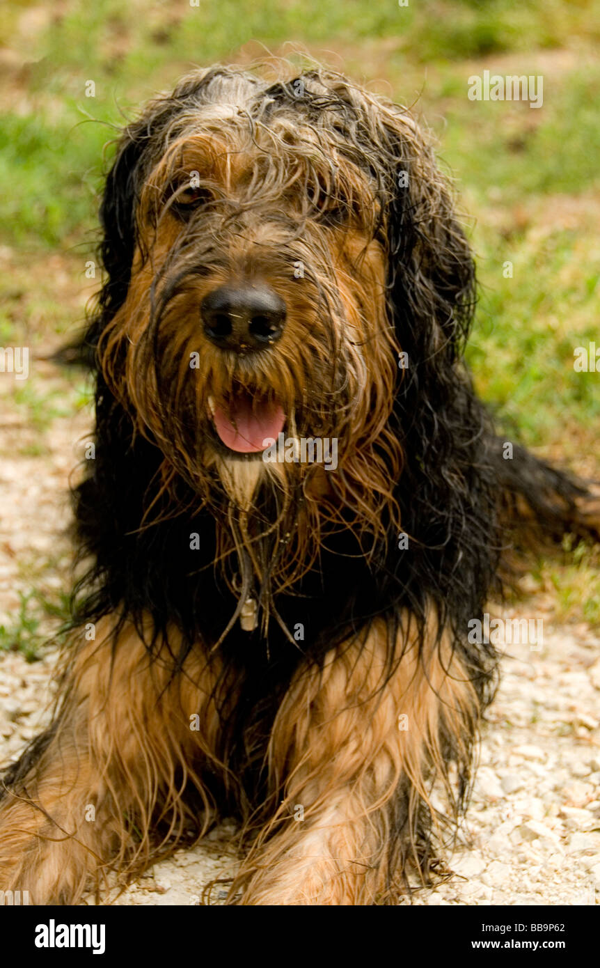 A very dirty dog after playing in the fields Stock Photo - Alamy