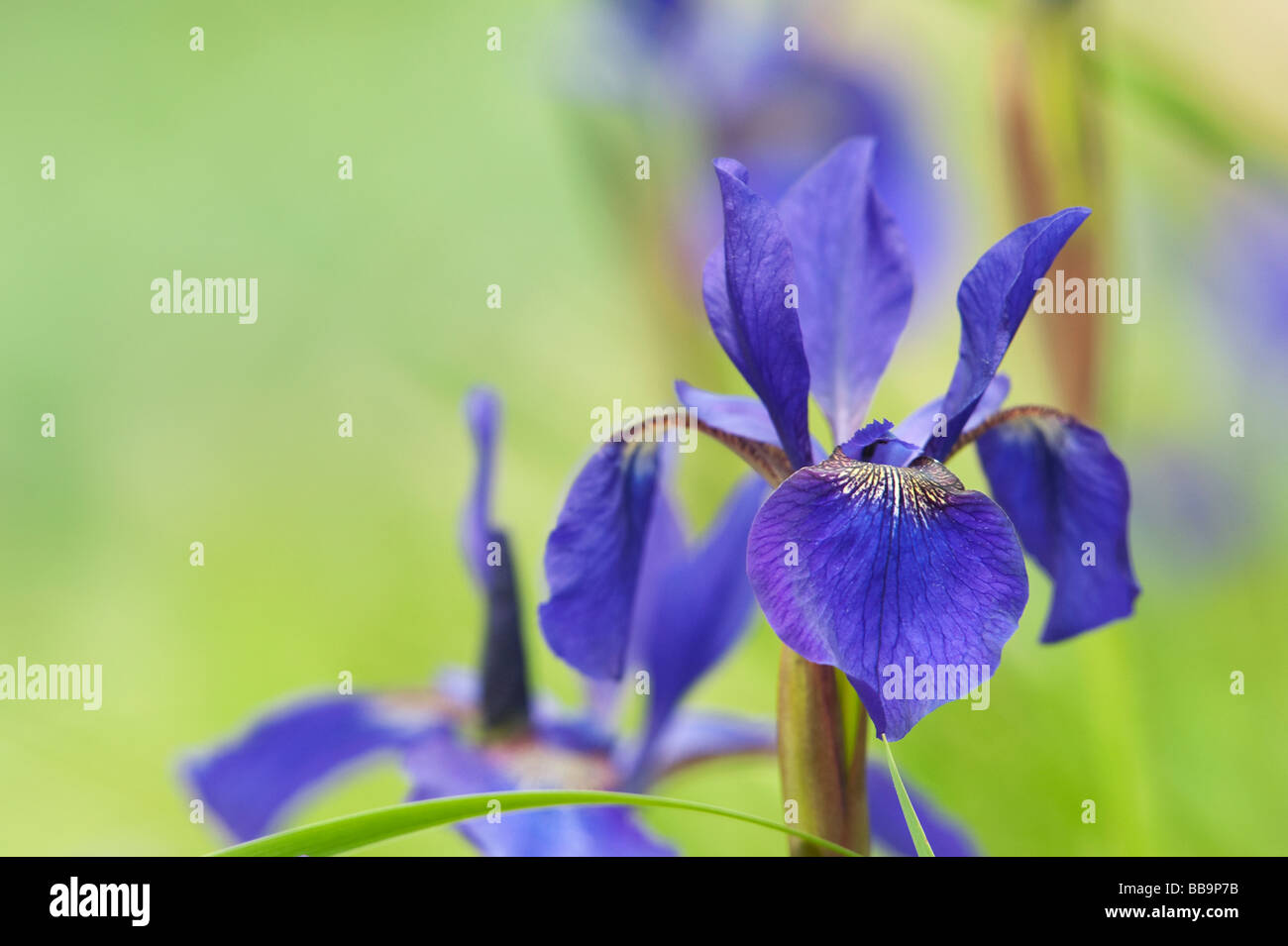 Siberian iris sibirica irises hi-res stock photography and images - Alamy