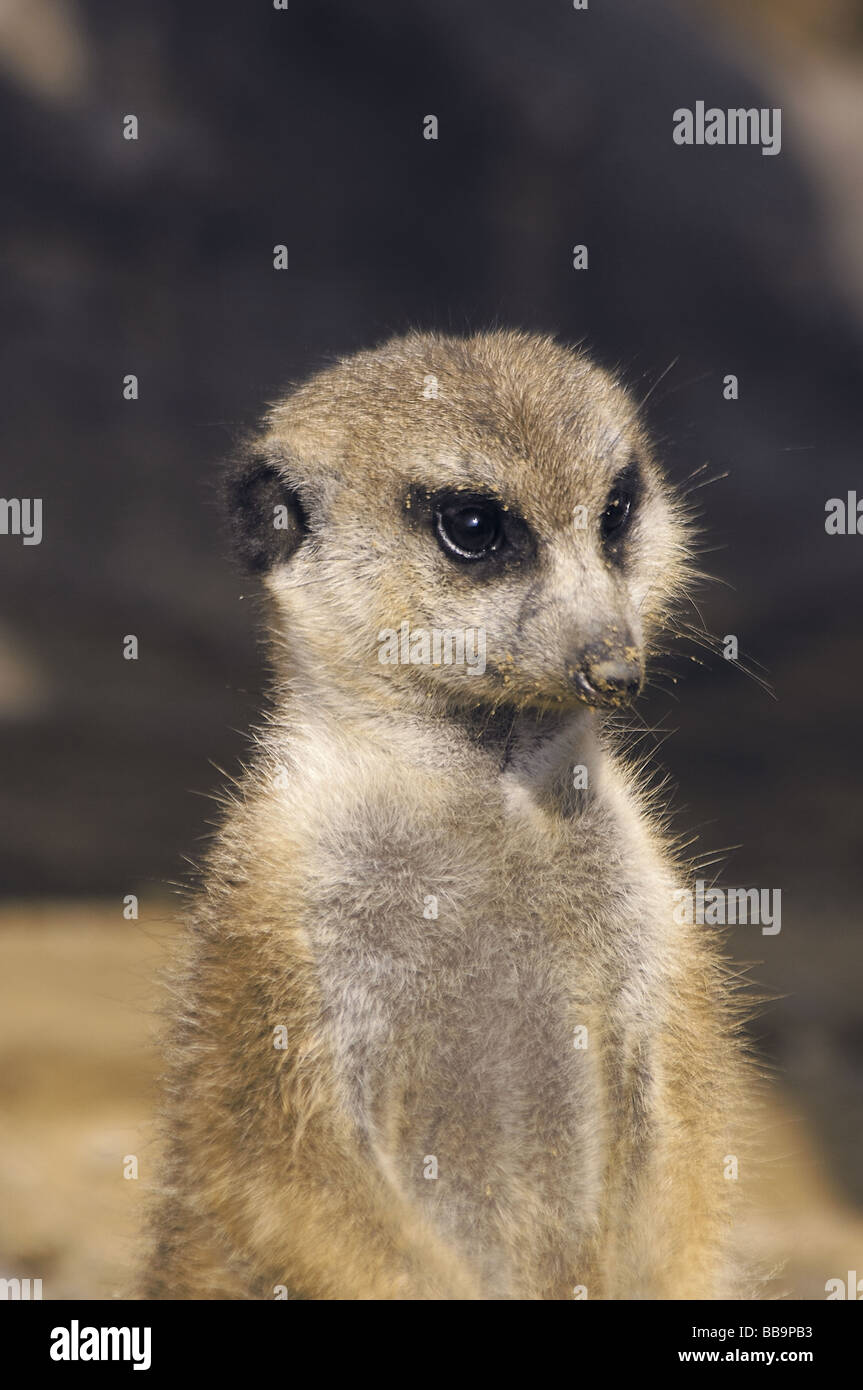 Suricat group hi-res stock photography and images - Alamy