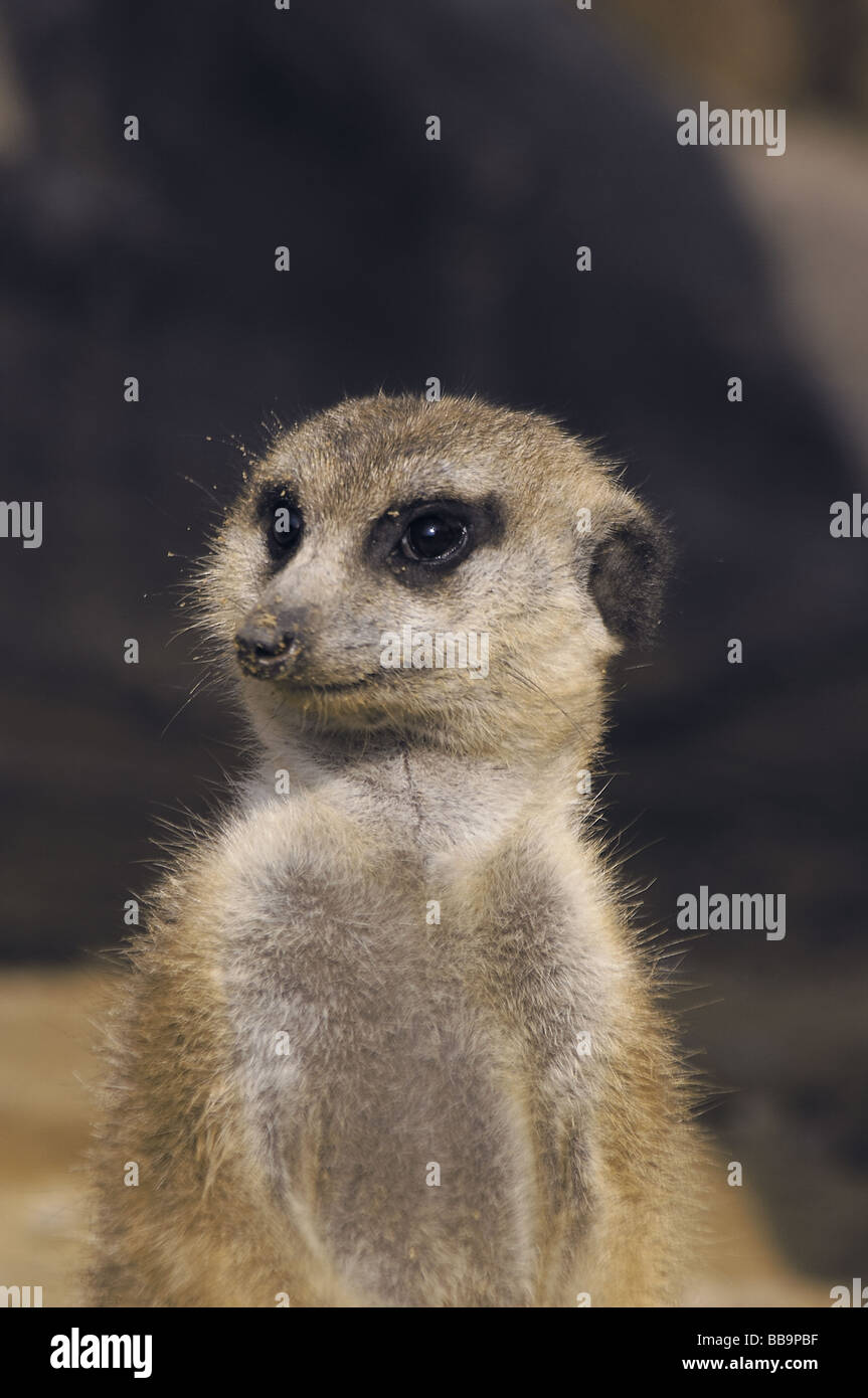 Suricat group hi-res stock photography and images - Alamy