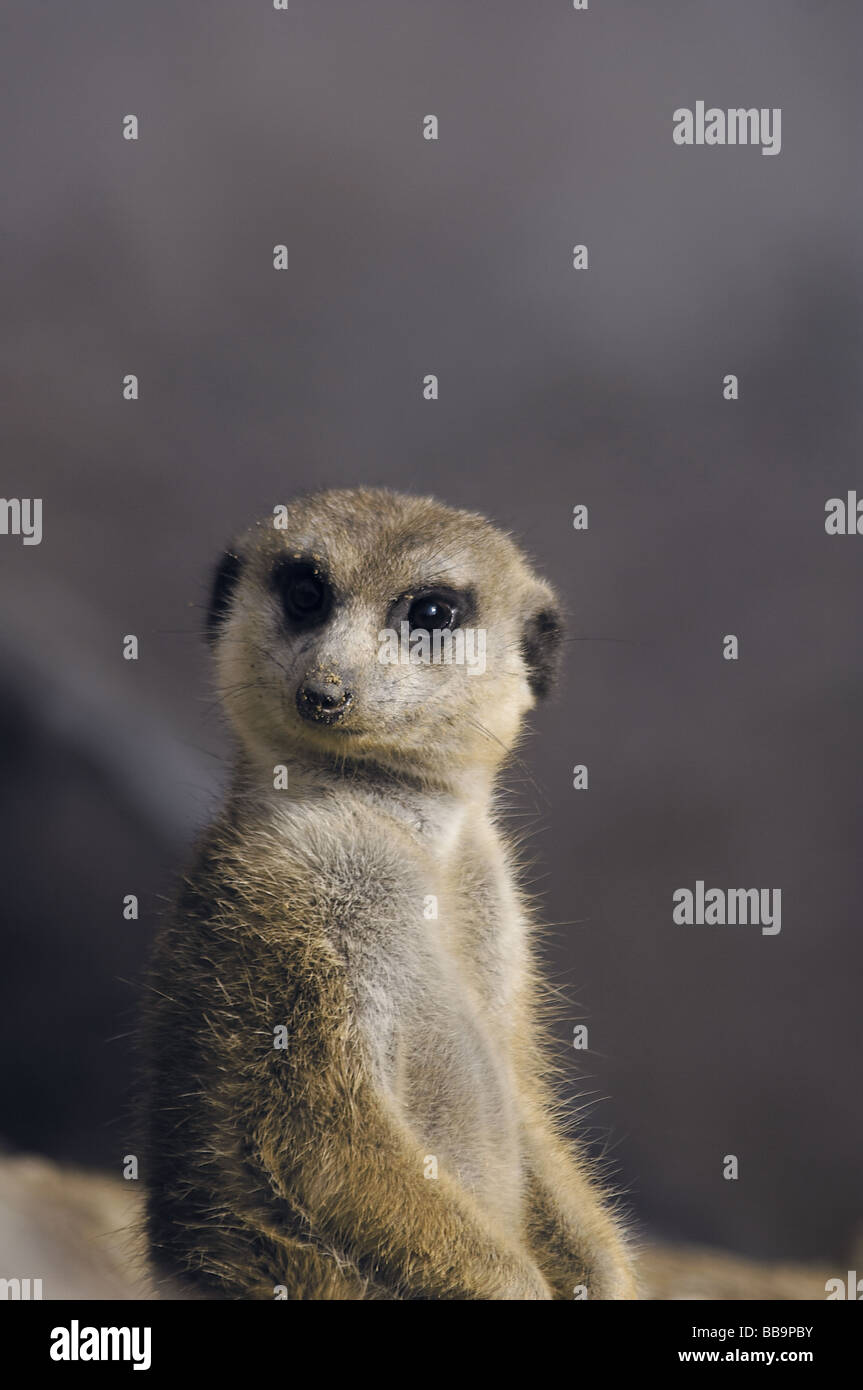 Meerkat suricat suricata suricatta hi-res stock photography and images ...