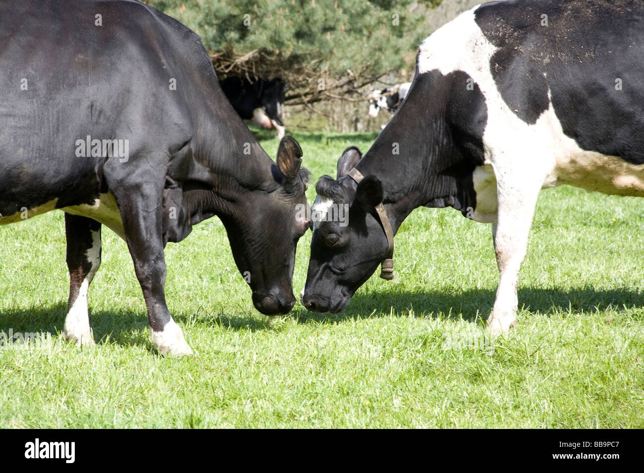 Cornish cow hi-res stock photography and images - Alamy