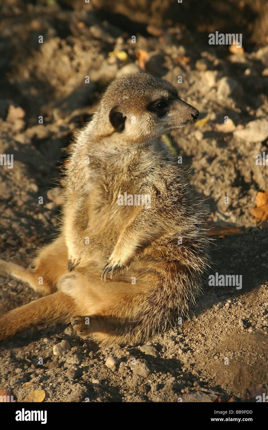 Suricata suricatta Stock Photo - Alamy