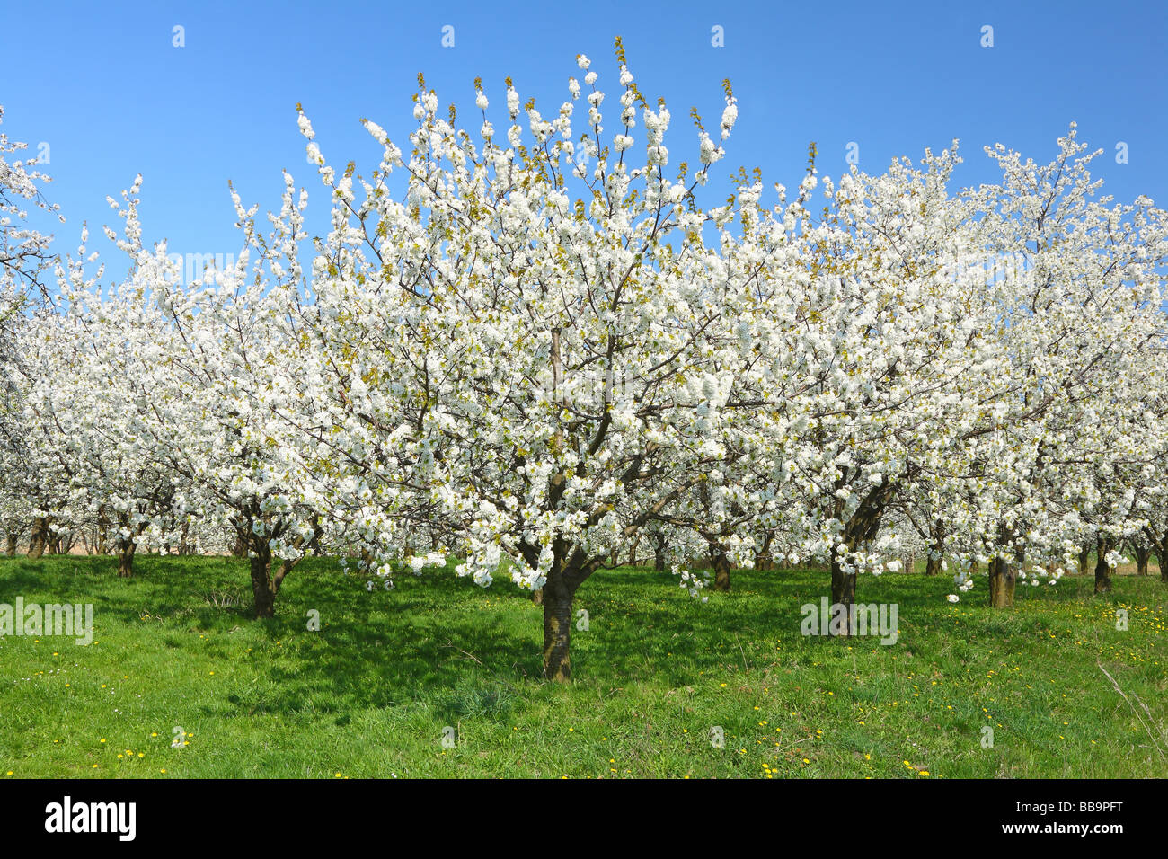Cherry trees blooming in a sunny spring day Cerasus avium cherry ...