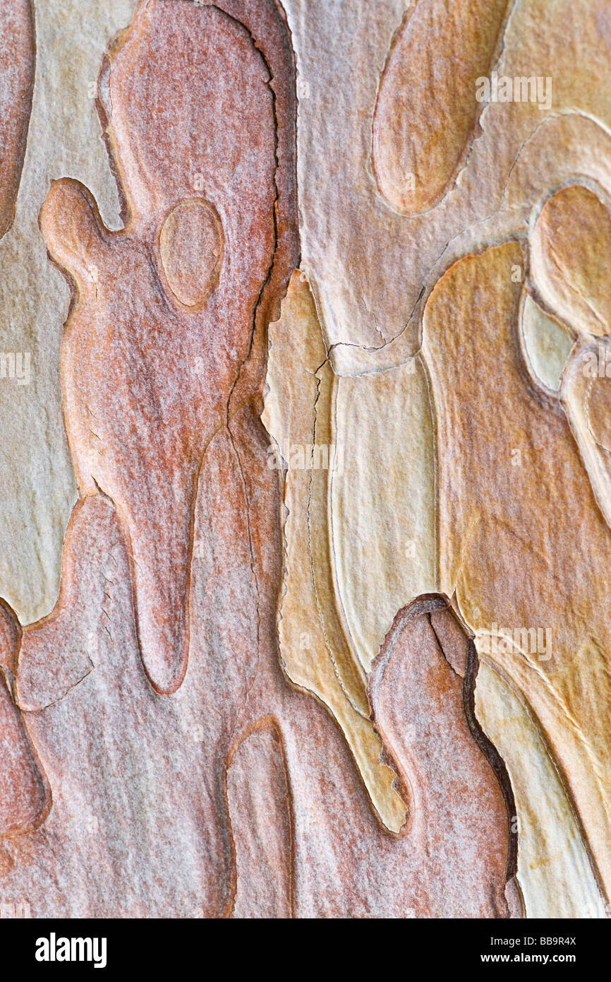 Coarse blotched bark of old crimean pine tree (Stankevycha pine ...