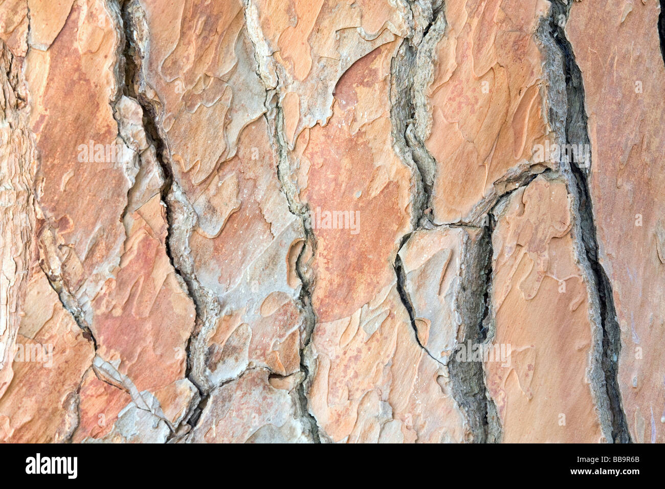 Coarse bark of old pine tree (detailed macro Stock Photo - Alamy