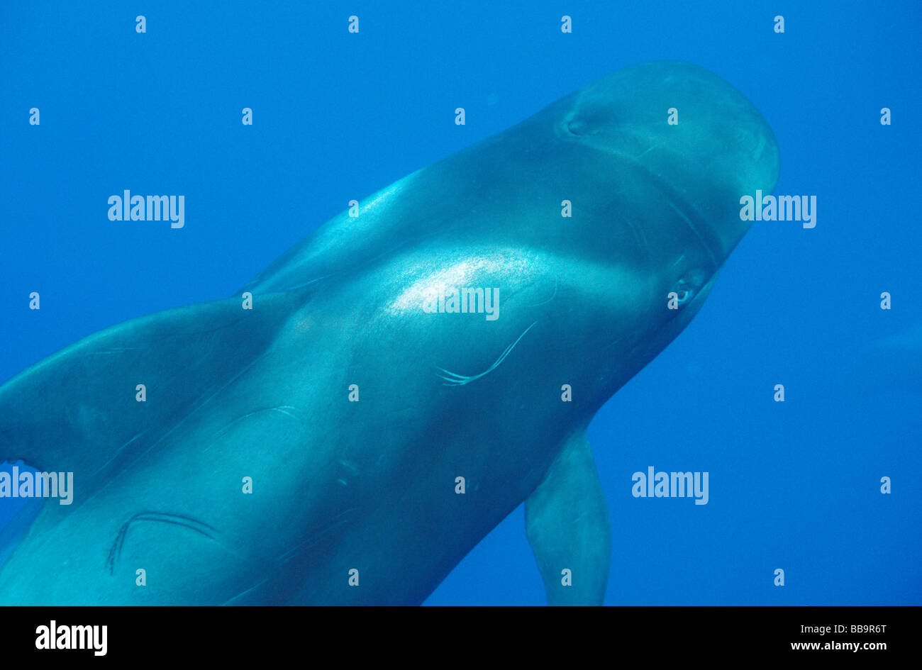 Shortfin Pilot Whale High Resolution Stock Photography and Images - Alamy
