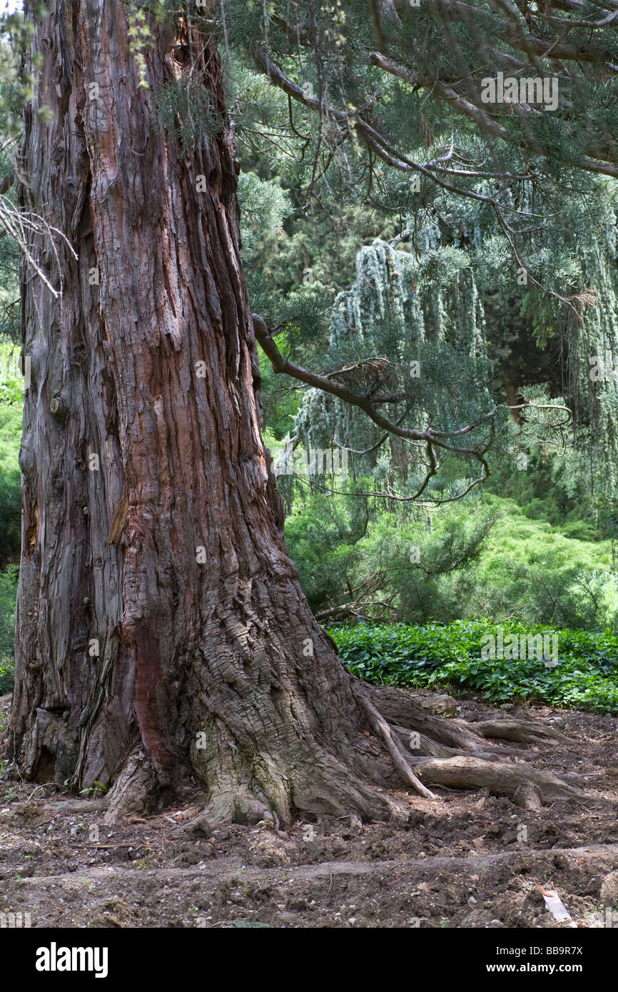 basal trunk part of old majestic sequoia tree(Sequoiadendron giganteum ...