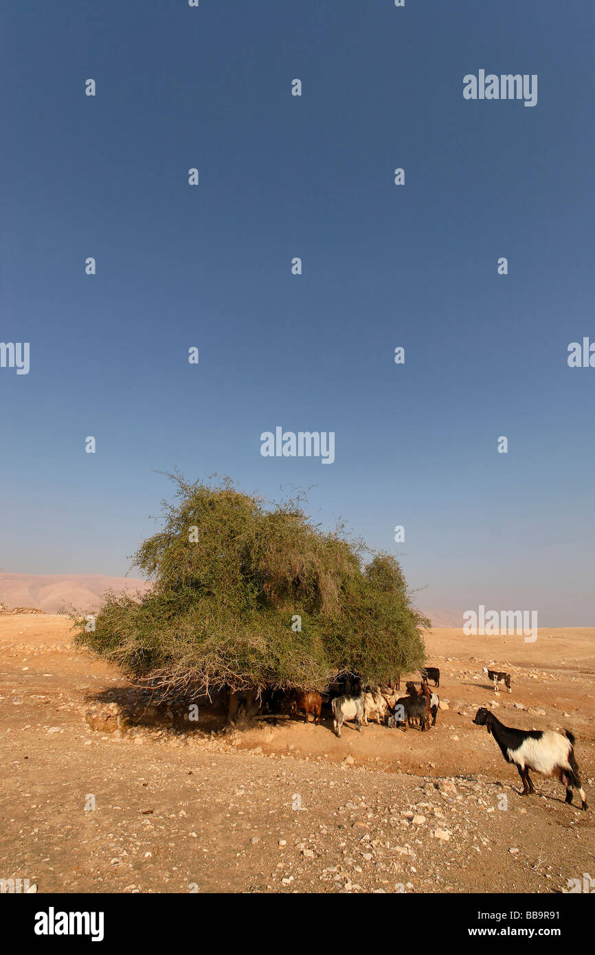 Jordan valley Goats by the Acacia tree Stock Photo - Alamy