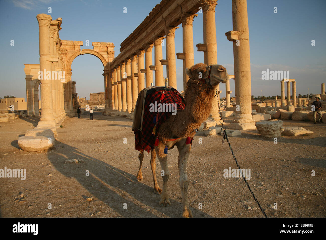 Camel in roman ruins palmyra hi-res stock photography and images - Alamy
