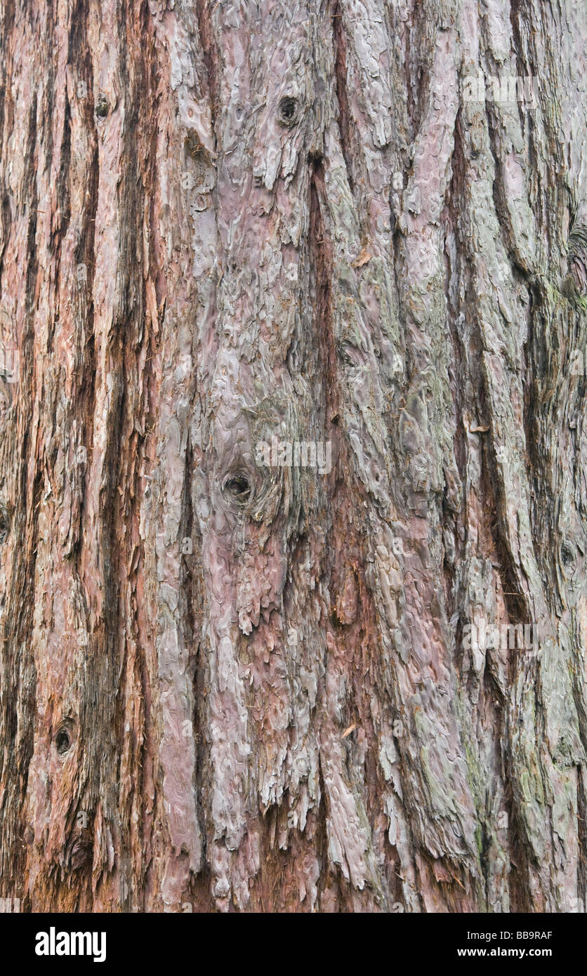 Coarse bark of old majestic sequoia tree(Sequoiadendron giganteum ...