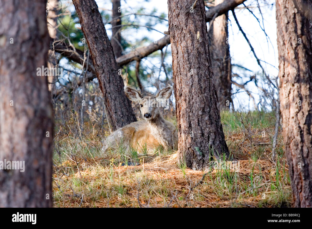 Doe deer lying down in the morning Stock Photo - Alamy
