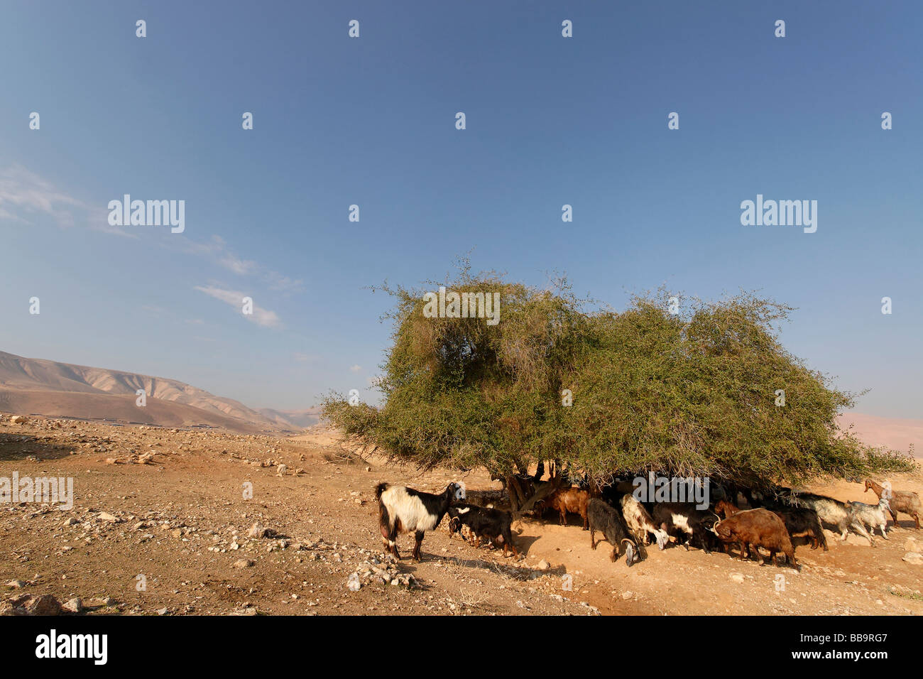 Jordan valley Goats by the Acacia tree Stock Photo - Alamy