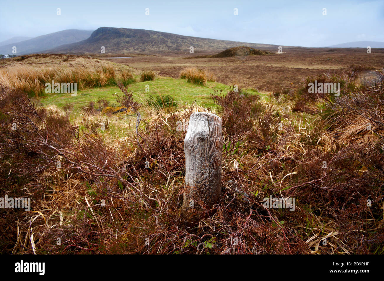 Sphagnum moss scotland hi-res stock photography and images - Alamy