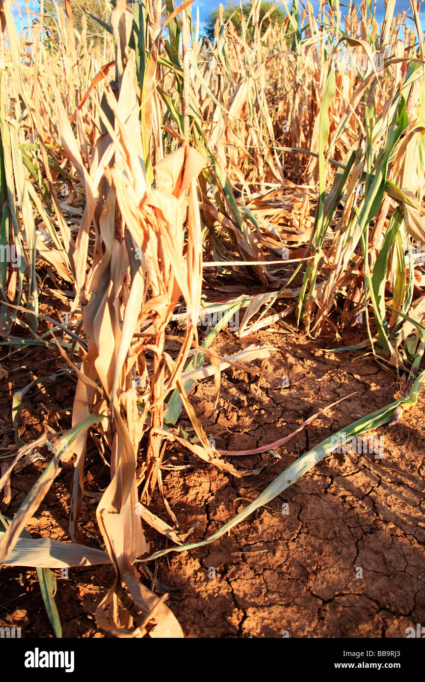 Crop Failure High Resolution Stock Photography and Images - Alamy