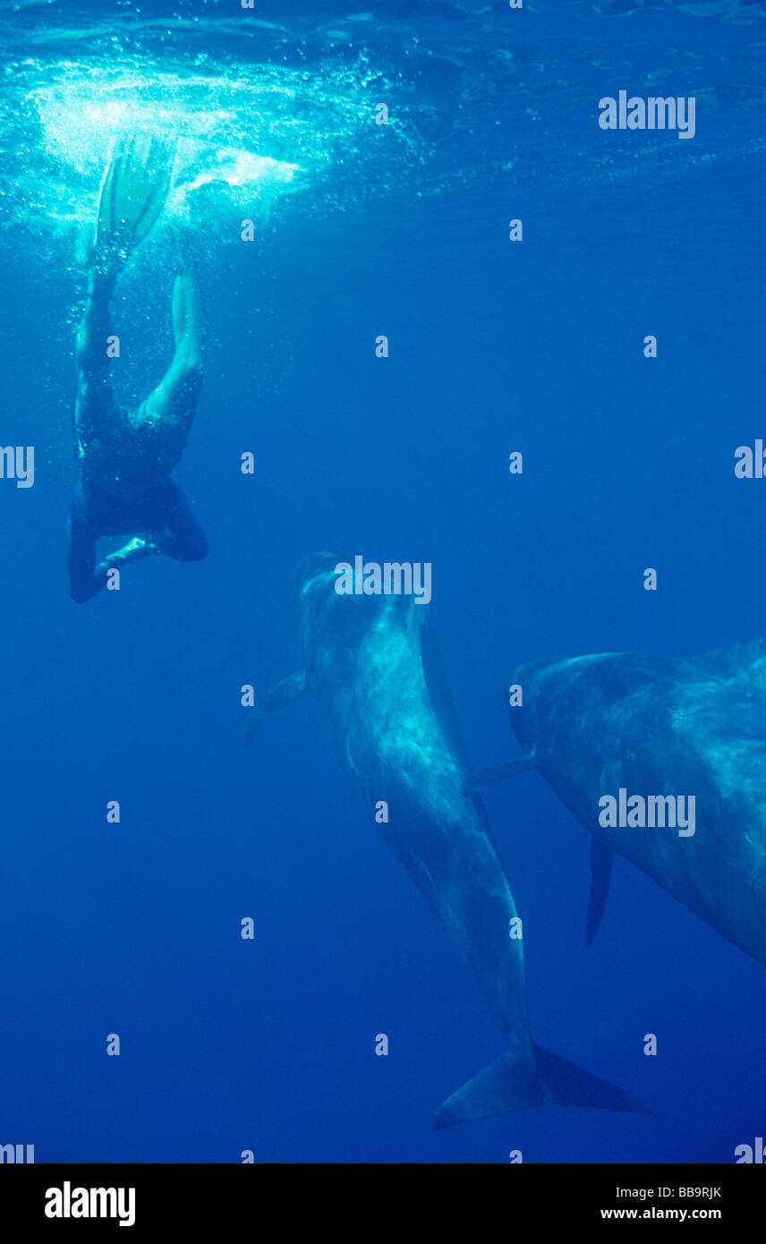 Human whale interaction hi-res stock photography and images - Alamy