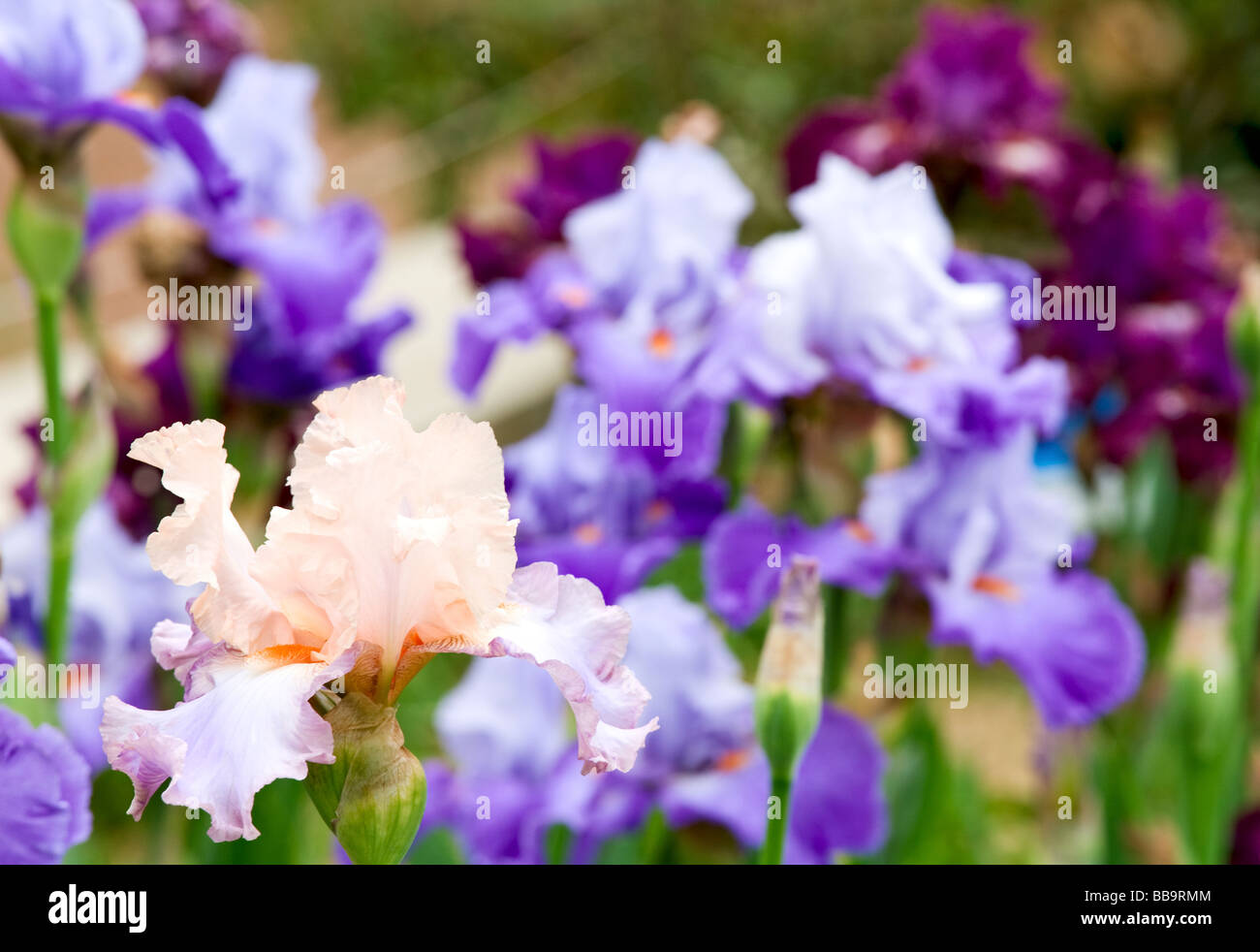 beautiful variegated iris flowers on flower-bed Stock Photo - Alamy