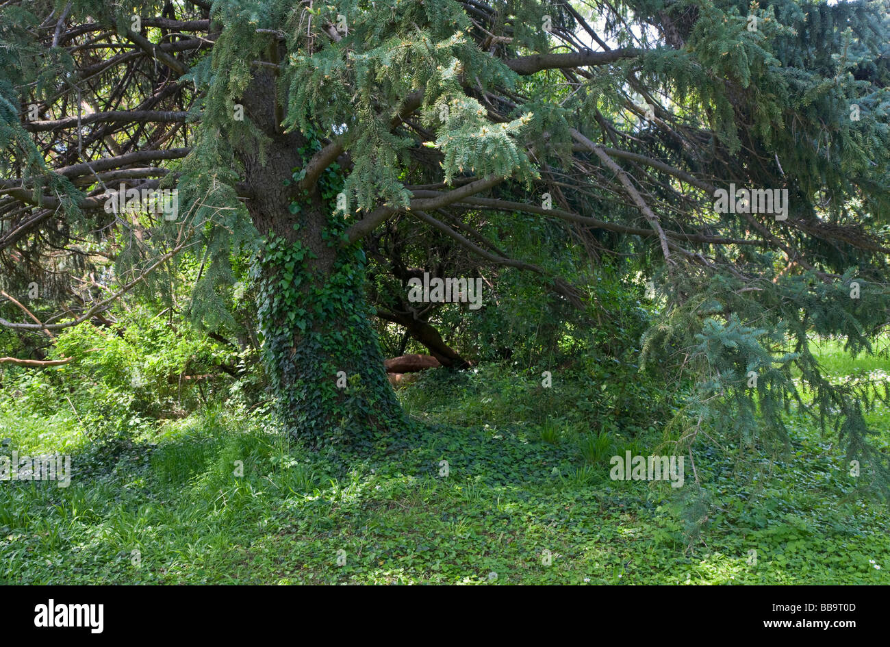 basal trunk part of old majestic fir tree Stock Photo - Alamy