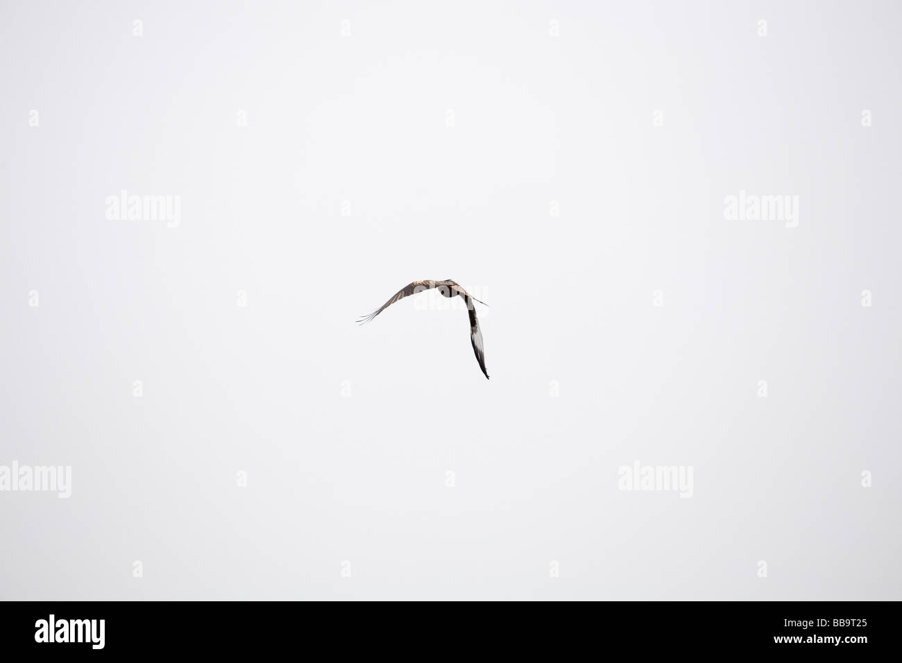 Red Kite at Harewood House Leeds West Yorkshire Nov 2008 Stock Photo ...