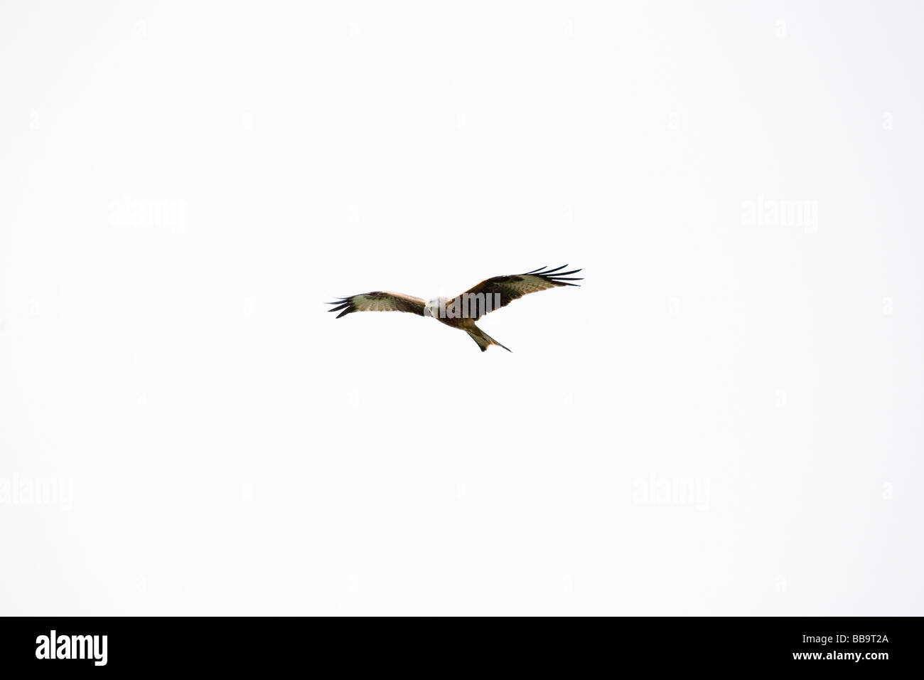 Red Kite at Harewood House Leeds West Yorkshire Nov 2008 Stock Photo ...