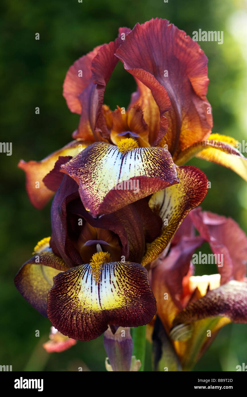 Bearded iris kent pride hi-res stock photography and images - Alamy