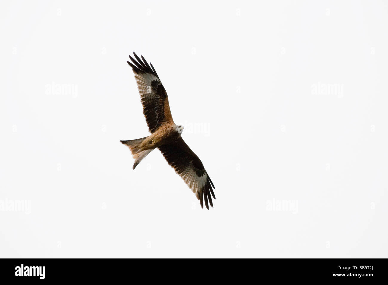 Red Kite at Harewood House Leeds West Yorkshire Nov 2008 Stock Photo ...