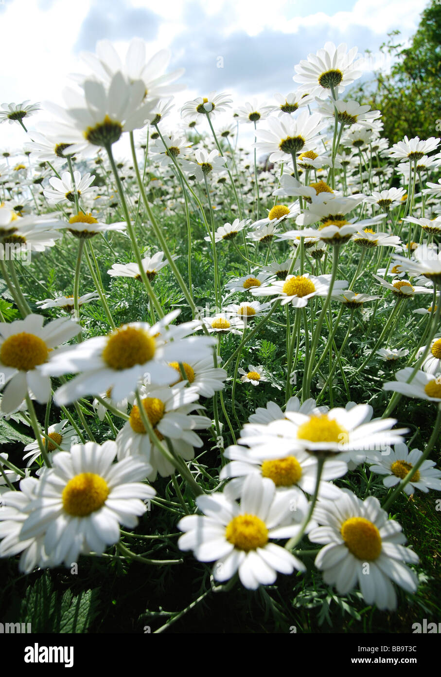 Close up of a bunch of Daisy Flowers Stock Photo - Alamy