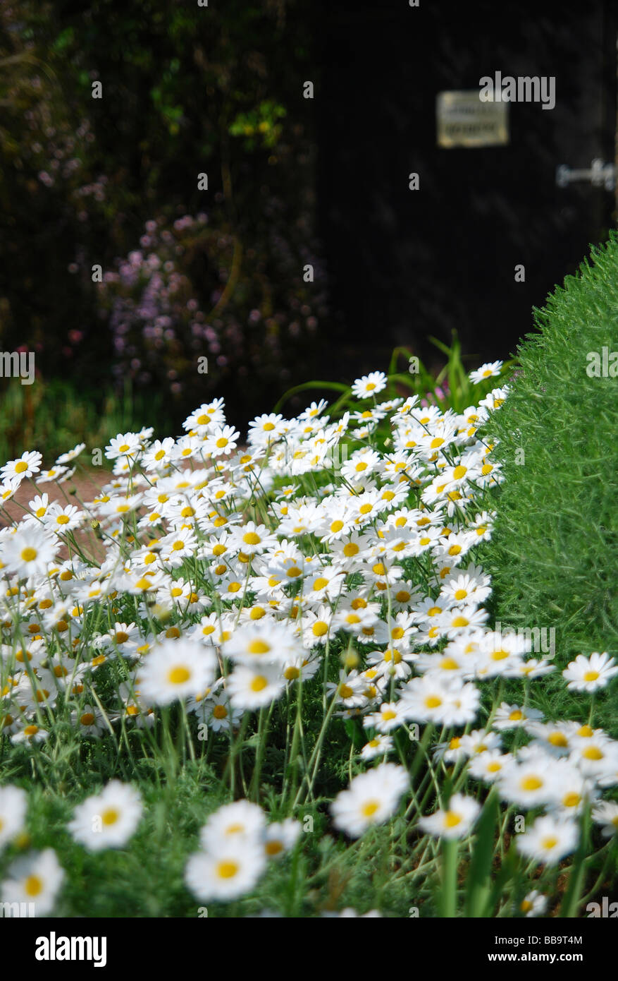 Small daisy hi-res stock photography and images - Alamy