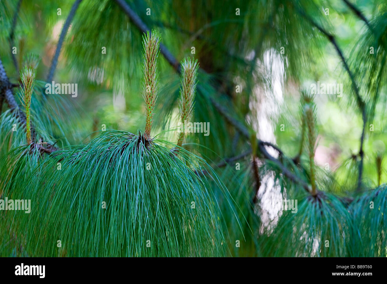 Pinus Montezumae. Montezuma pine tree foliage in spring Stock Photo - Alamy