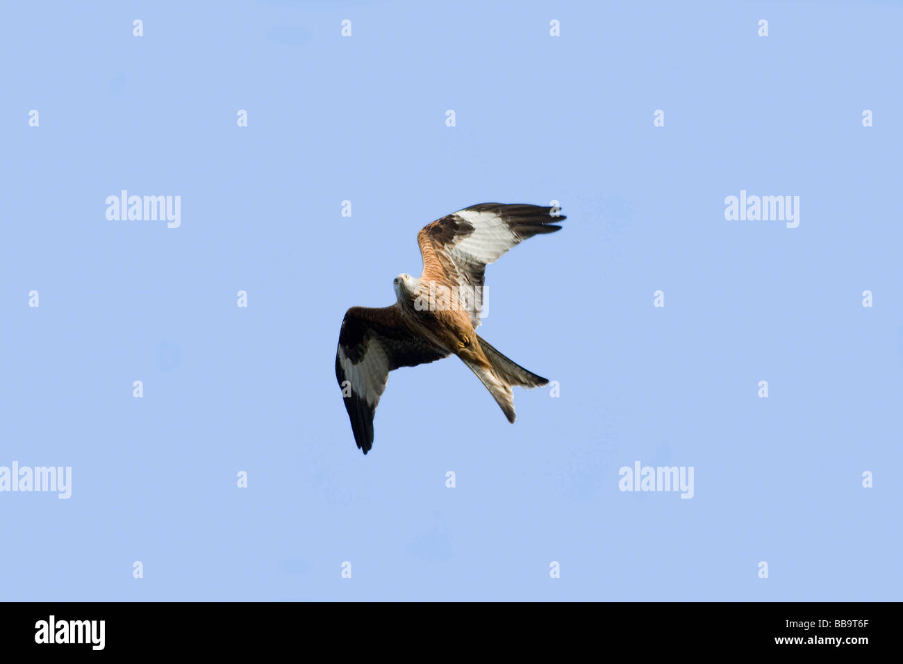 Red Kite at Harewood House Leeds West Yorkshire Nov 2008 Stock Photo ...