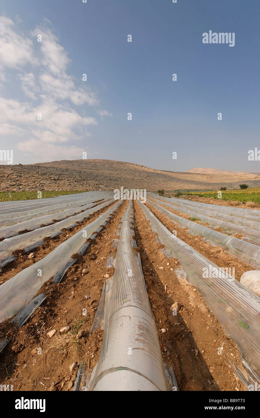 A field in the Jordan Valley Stock Photo - Alamy