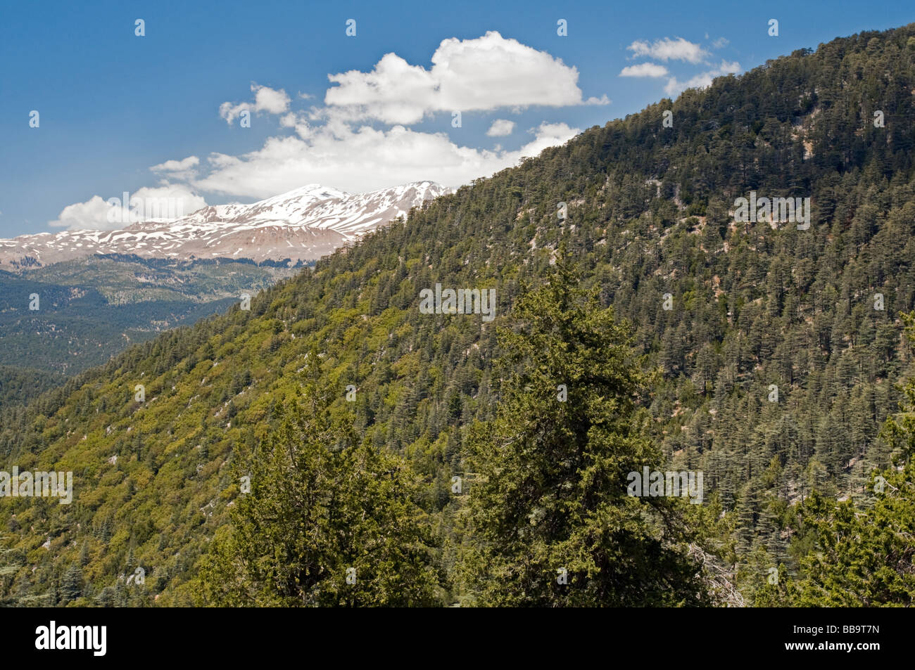 Cedar forest and snow covered peaks in Taurus Mountains, Antalya Turkey ...