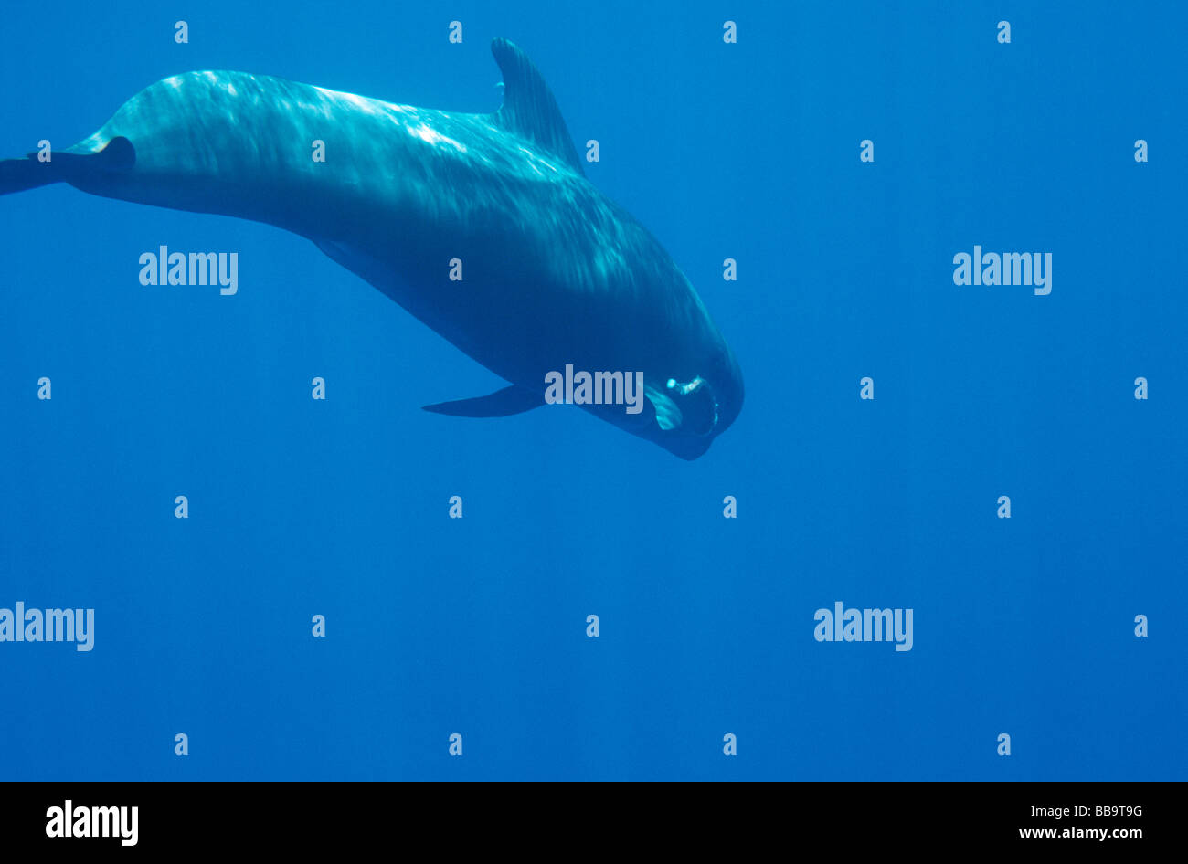 Shortfin squid hi-res stock photography and images - Alamy