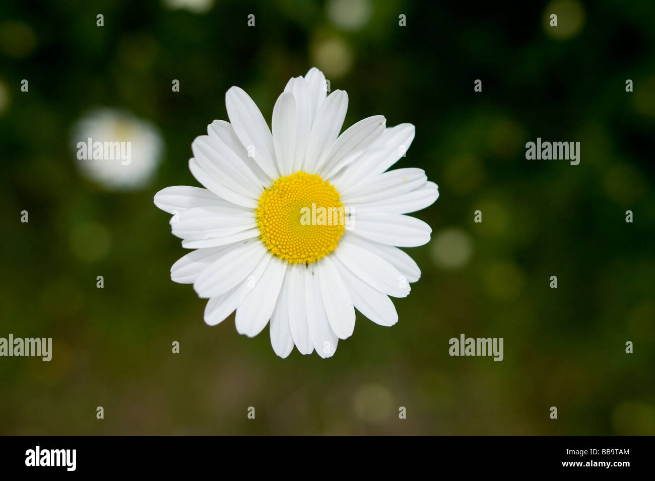 A lone daisy flower Stock Photo - Alamy