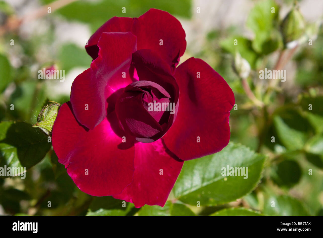Flor rose hi-res stock photography and images - Alamy