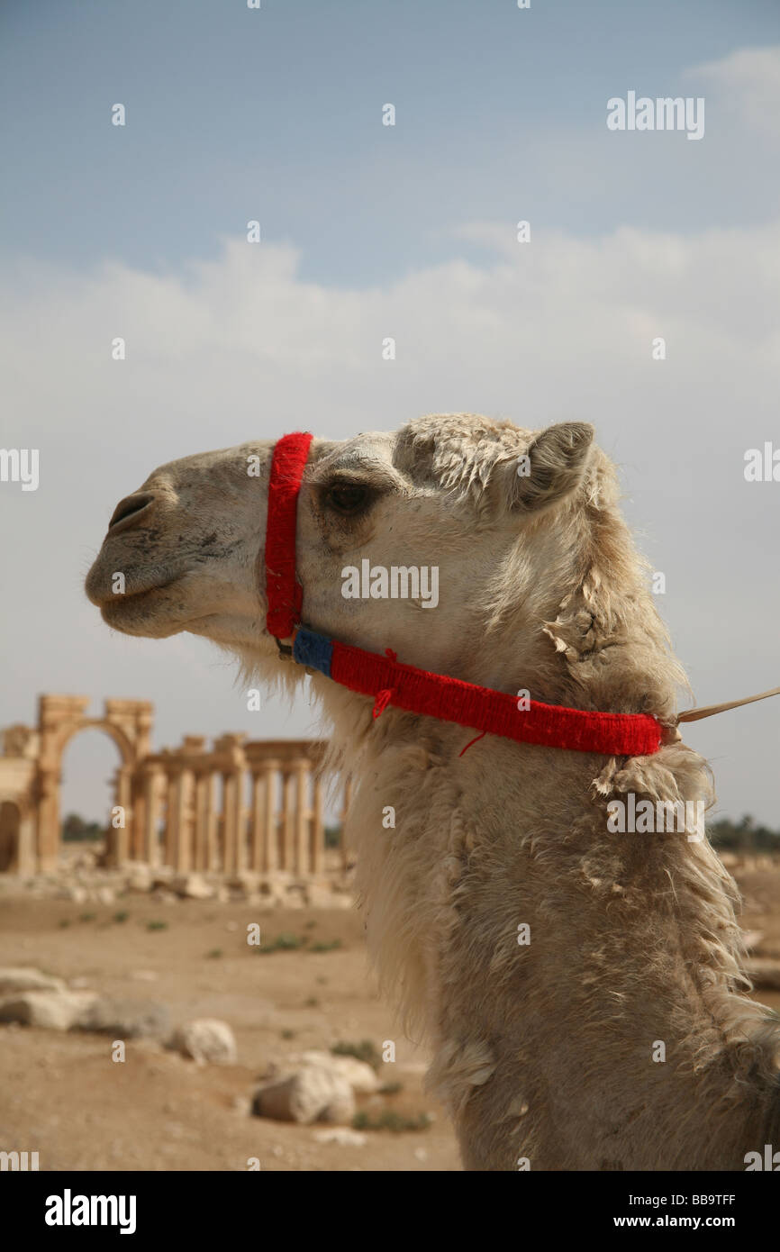 Camel in roman ruins palmyra hi-res stock photography and images - Alamy
