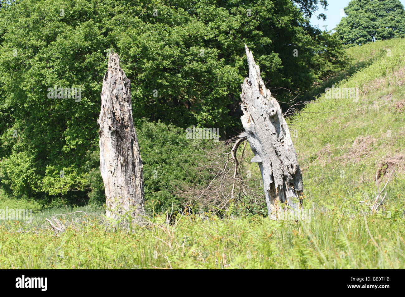 Broken tree stick hi-res stock photography and images - Alamy