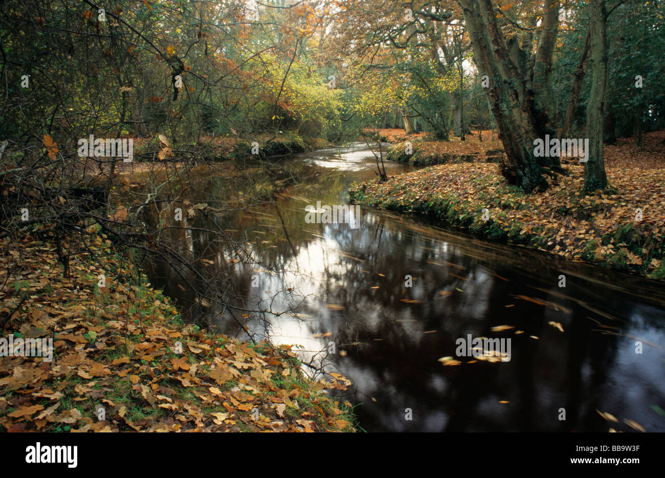 New Forest Stream The New Forest Hampshire England UK Stock Photo - Alamy