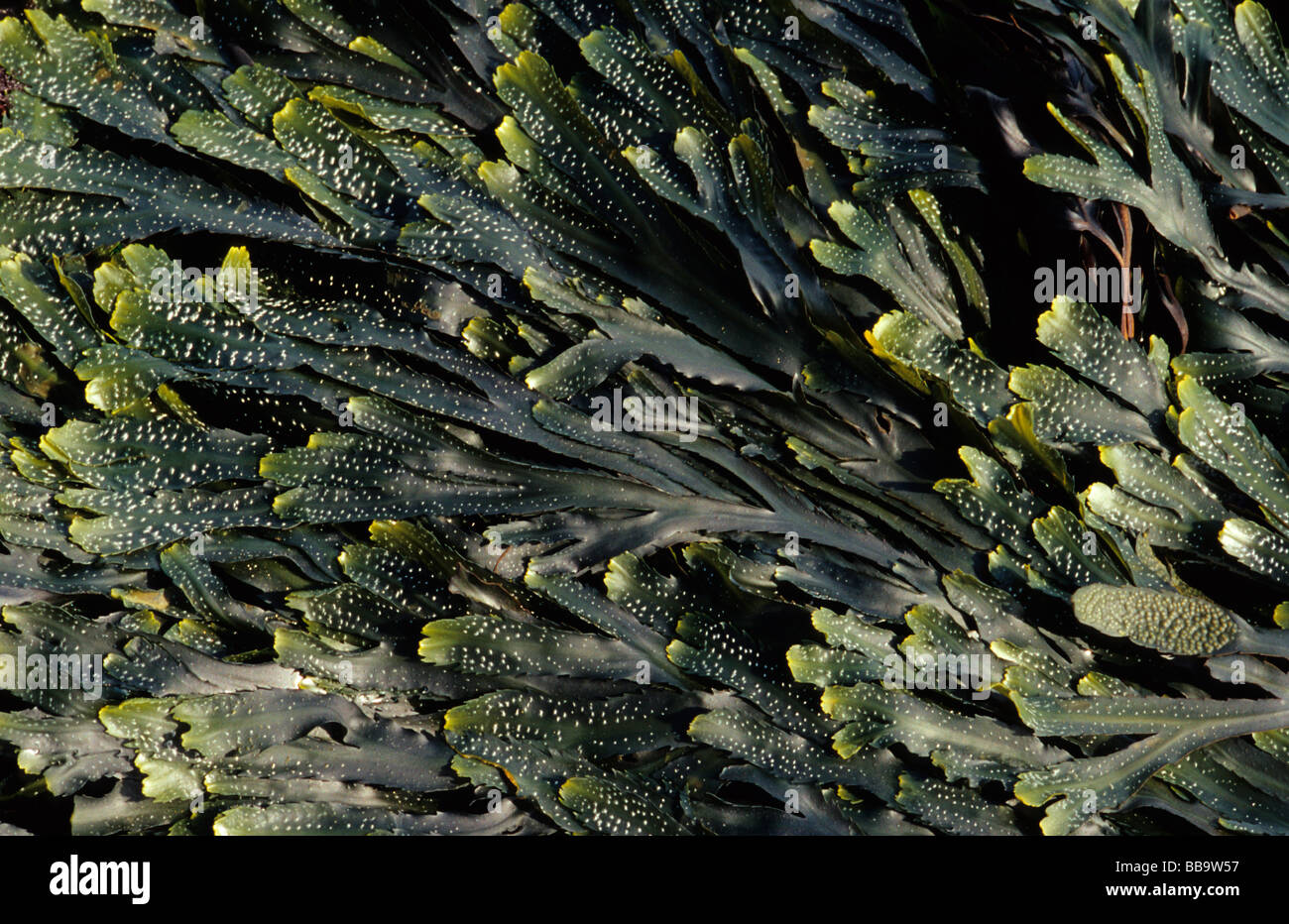 Serrated Wrack Fucus serratus Stock Photo - Alamy
