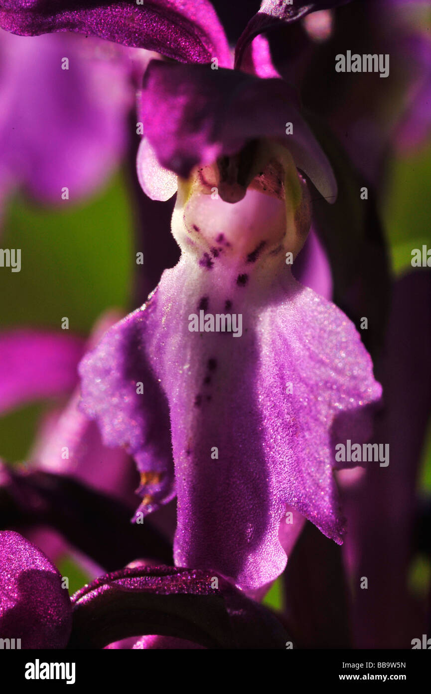 Wild purple orchid flower Stock Photo - Alamy