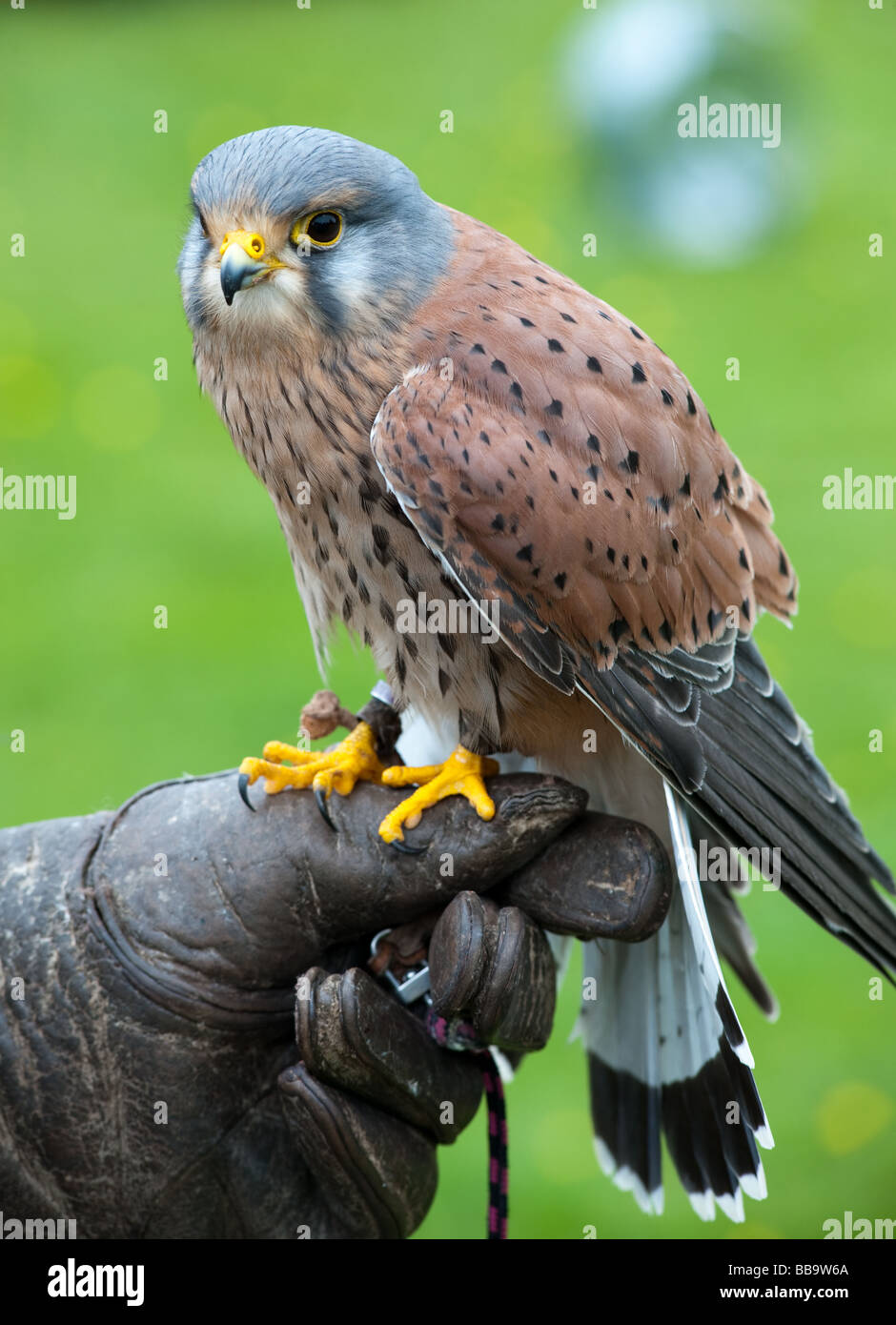 Falcon display at Linlithgow Palace, Scotland Stock Photo - Alamy