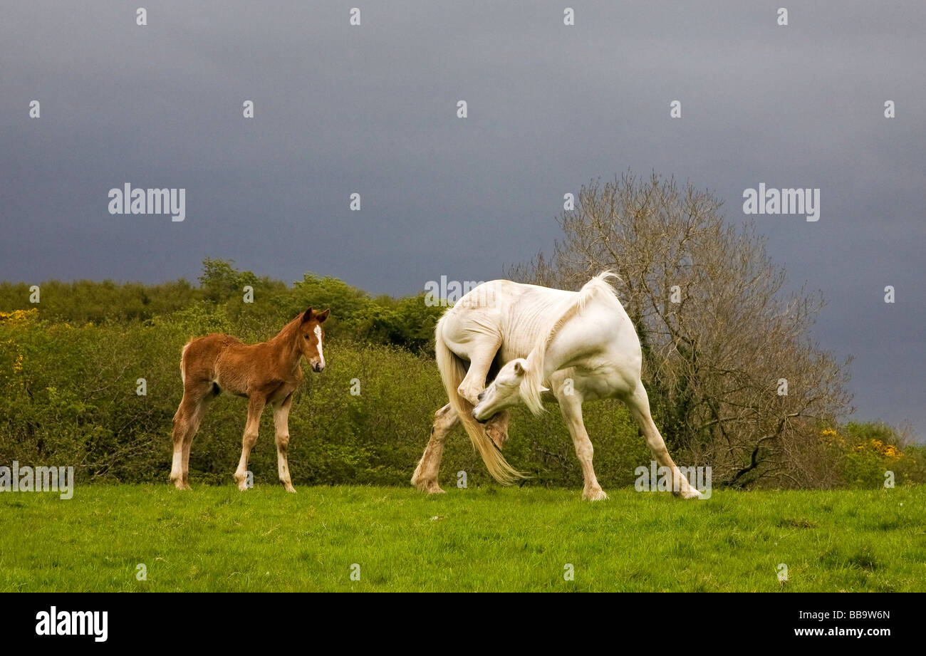 Mare Scratching and Foal, Co Derry, Ireland Stock Photo - Alamy