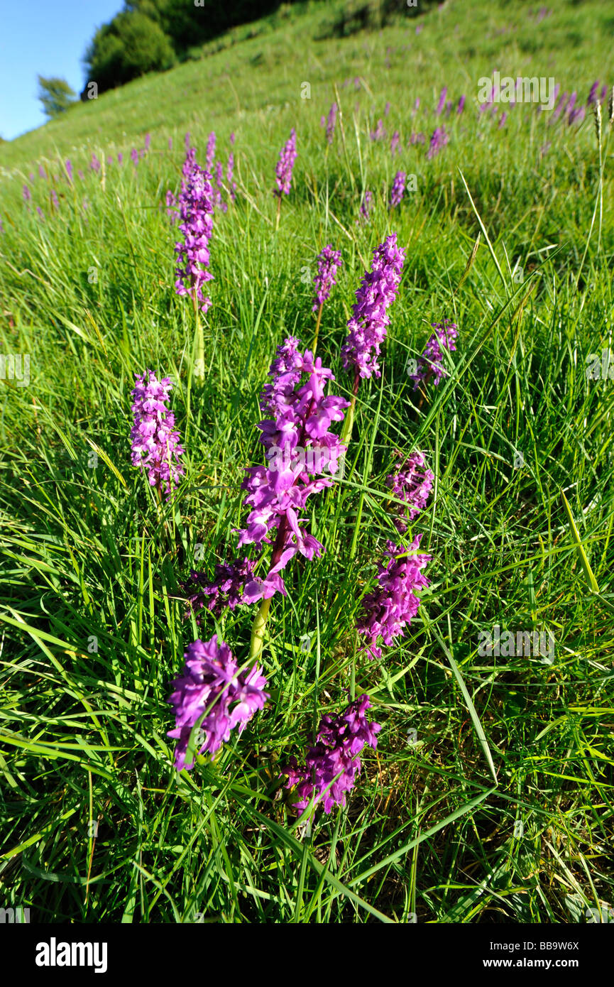 Rare Wild Flowers Stock Photos & Rare Wild Flowers Stock Images - Alamy