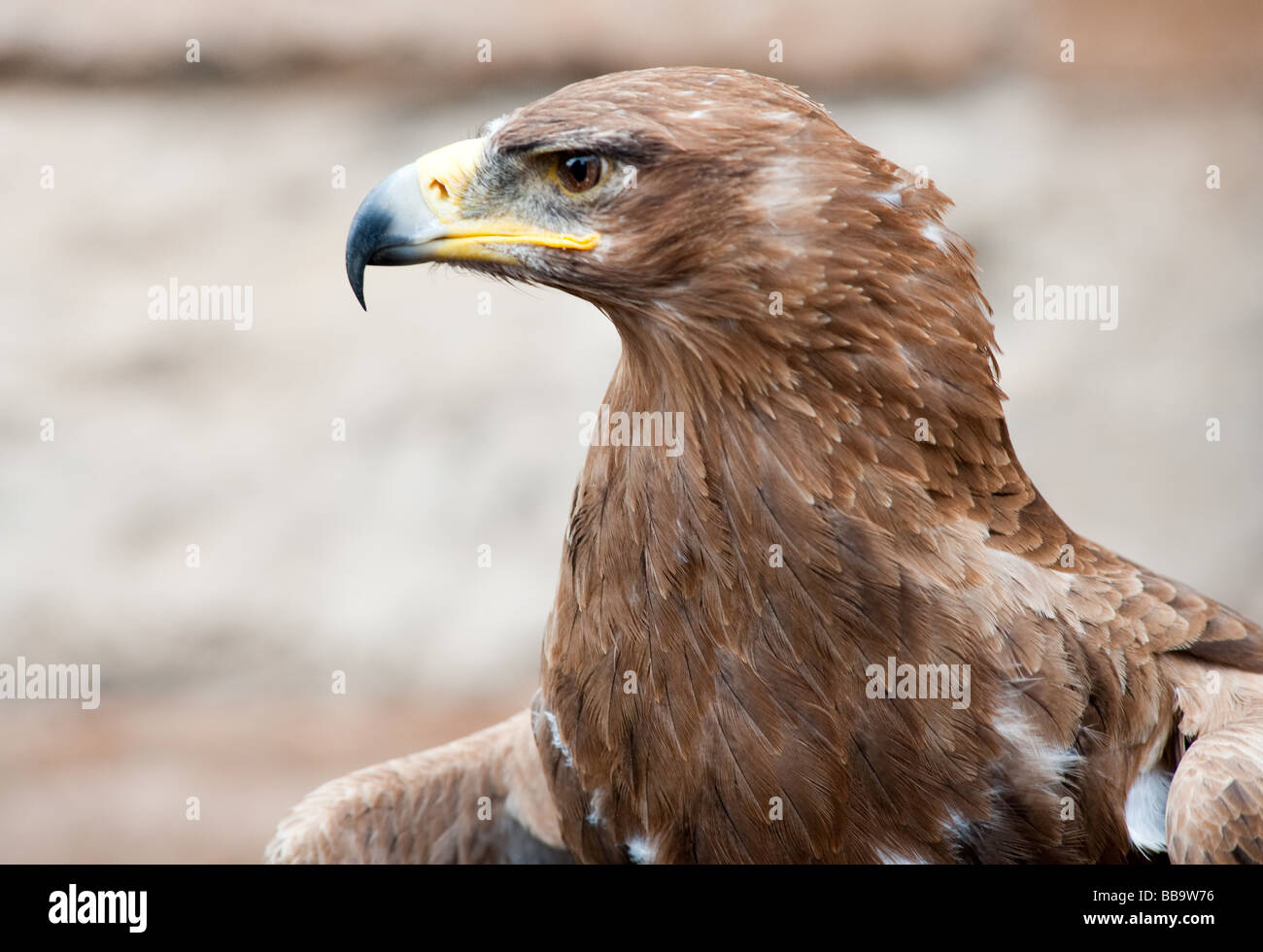 Falcon display at Linlithgow Palace, Scotland Stock Photo - Alamy