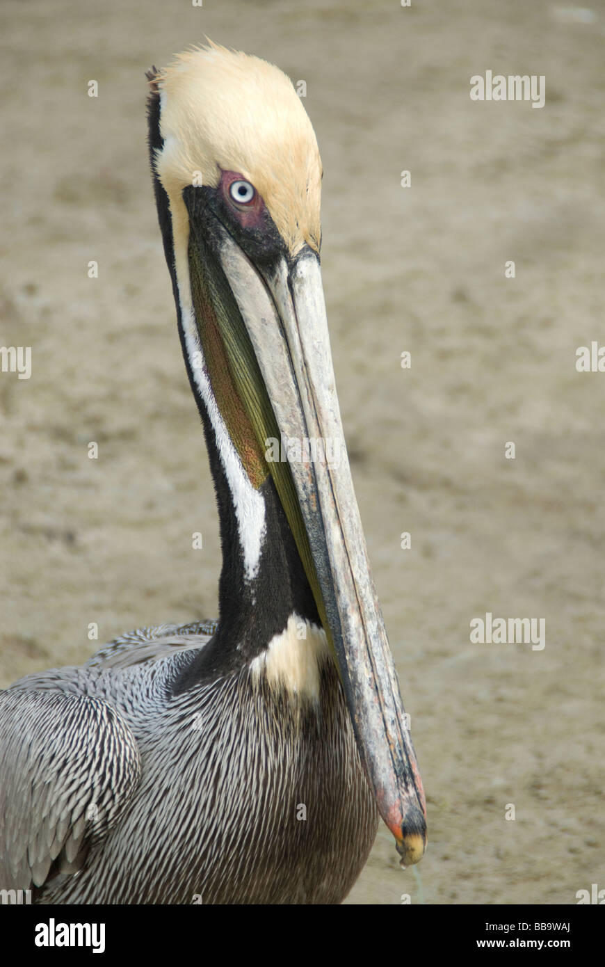 Commonly seen bird hi-res stock photography and images - Alamy