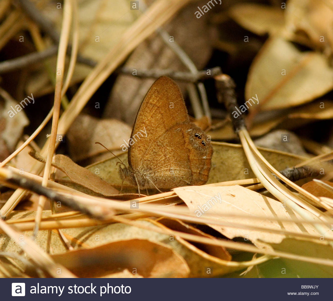 Satyr Butterfly High Resolution Stock Photography and Images - Alamy