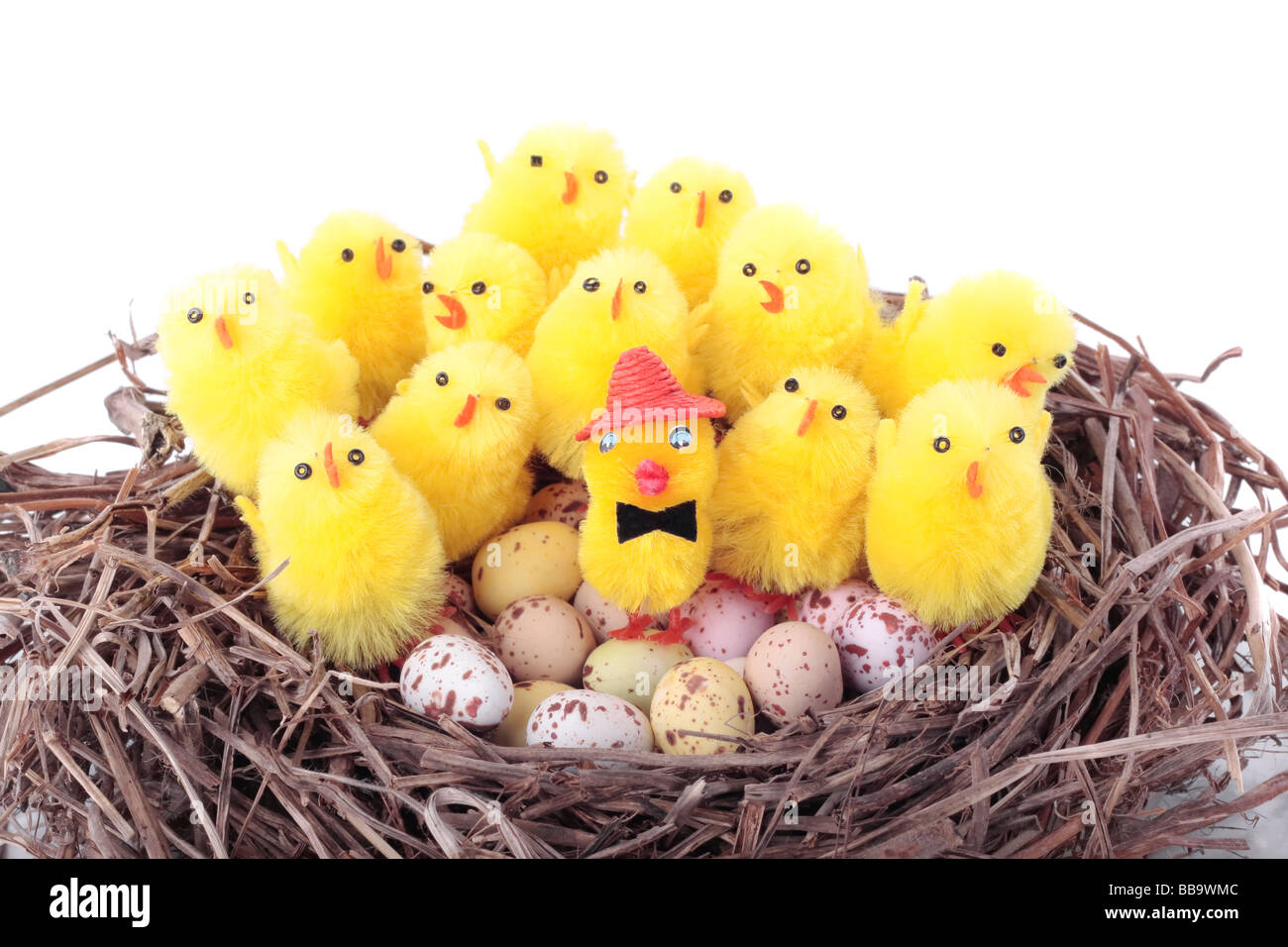 Chicks in nest concept hi-res stock photography and images - Alamy