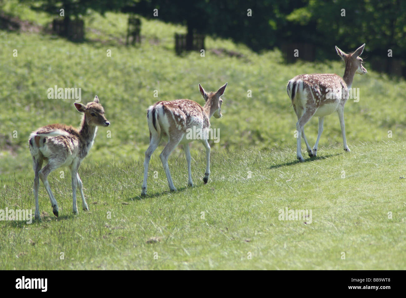 Deer at Knole Stock Photo - Alamy