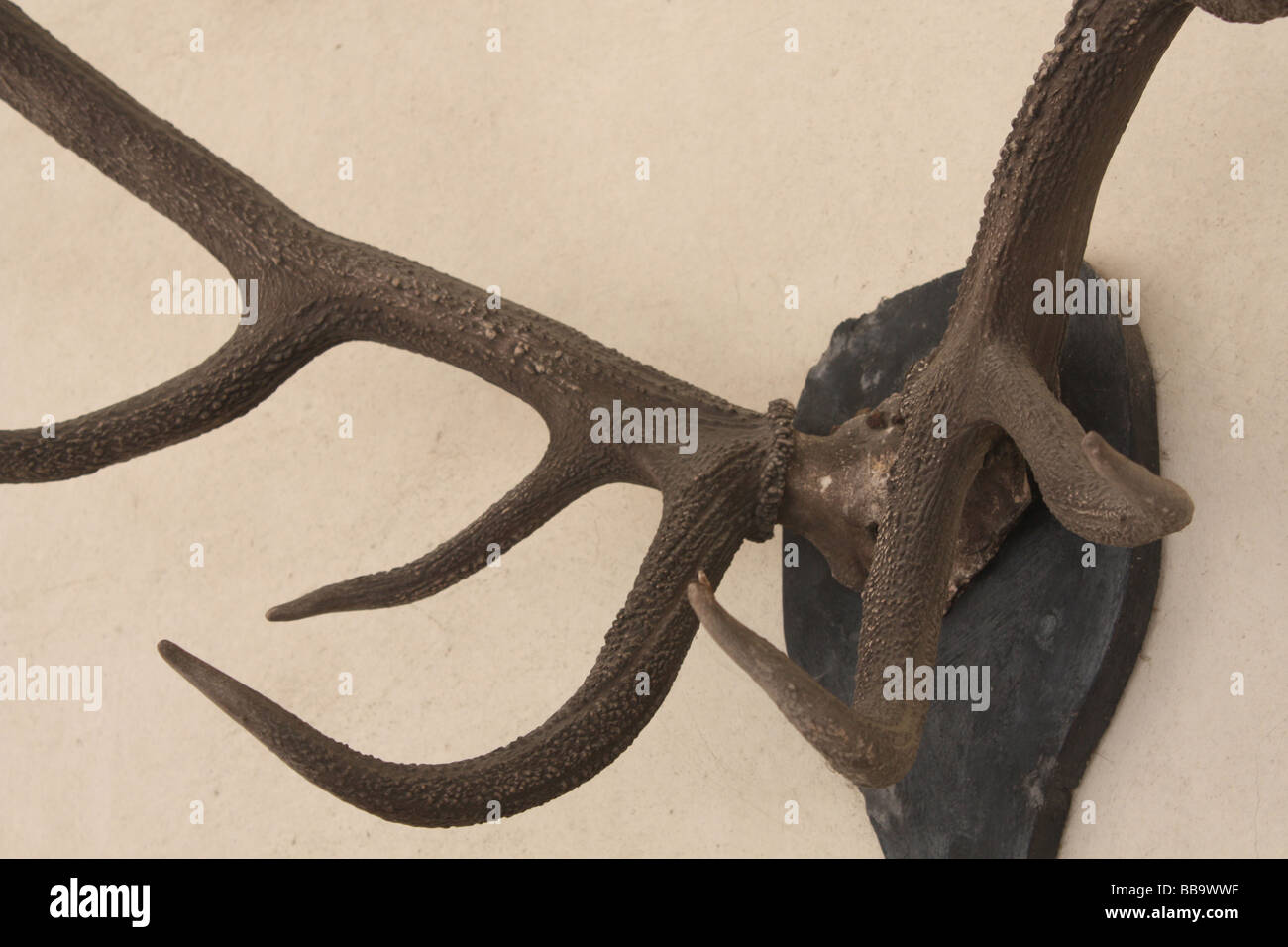 Stag horn hi-res stock photography and images - Alamy
