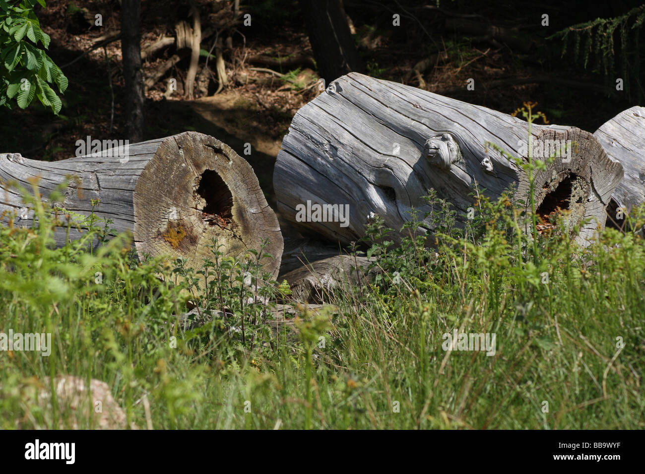 Log stumps hi-res stock photography and images - Alamy